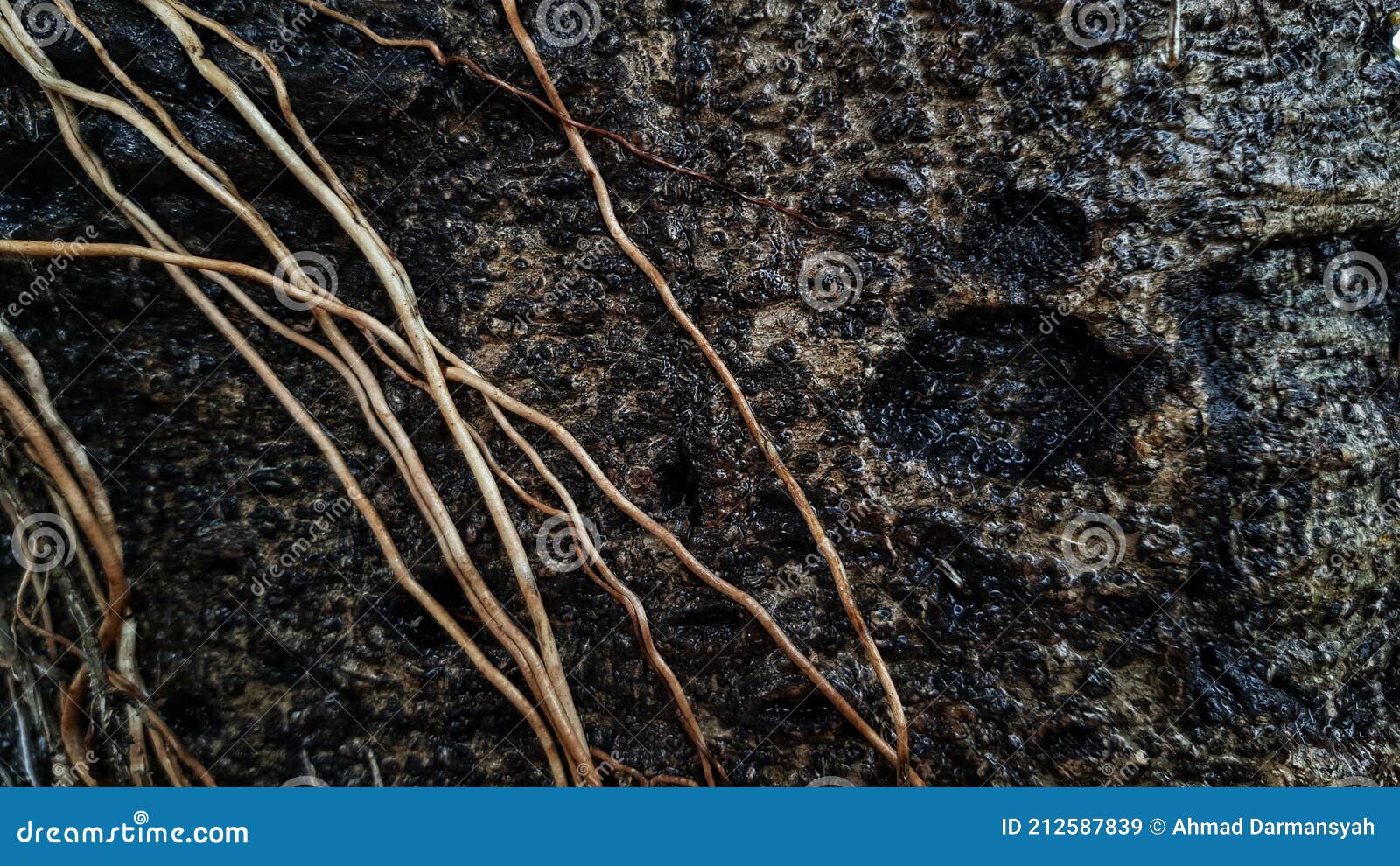 Wet Roots Asphalt Rain Stock Photos - Free & Royalty-Free Stock Photos ...