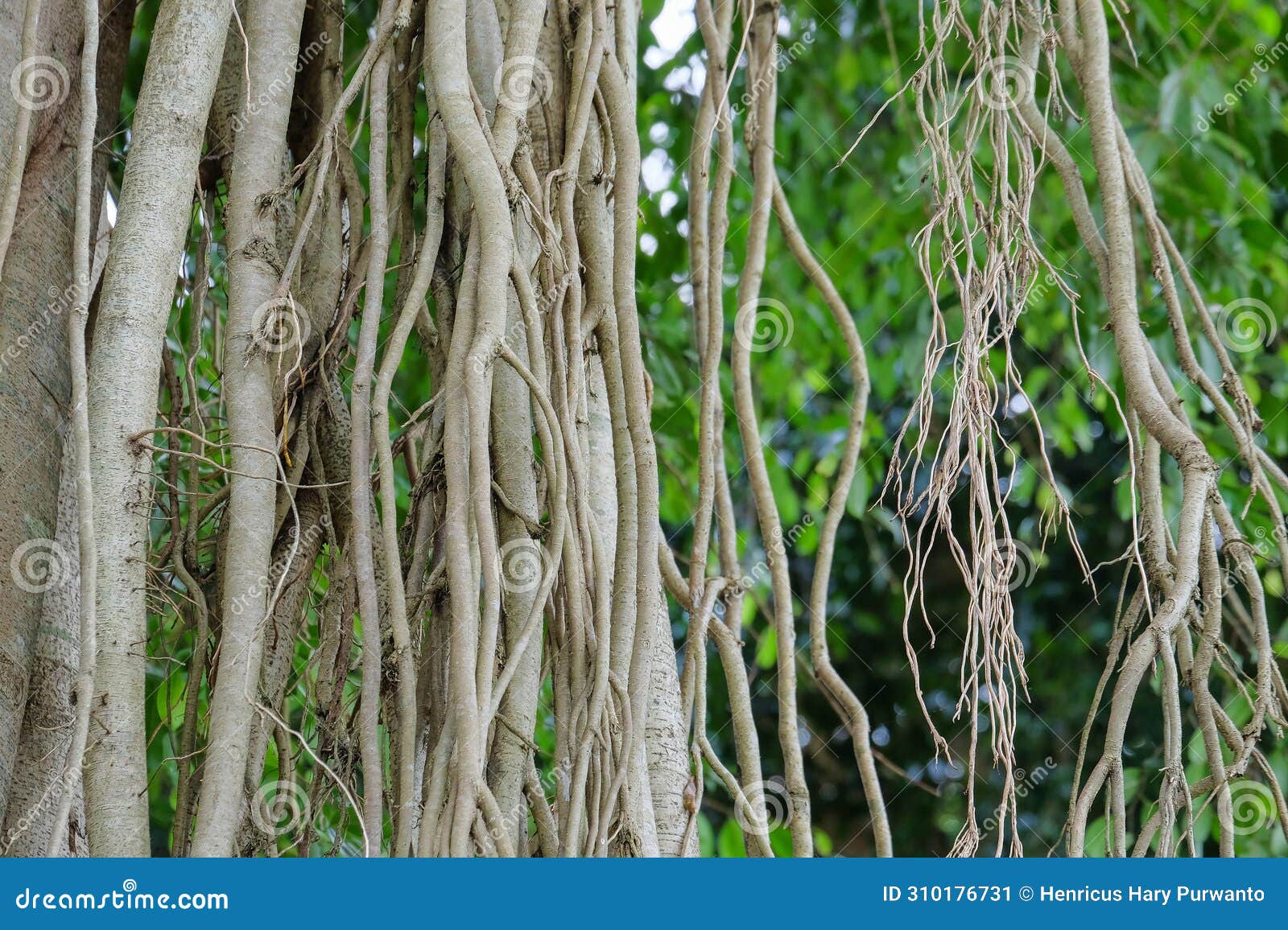 Hanging banyan roots stock image. Image of hanging, plant - 310176731