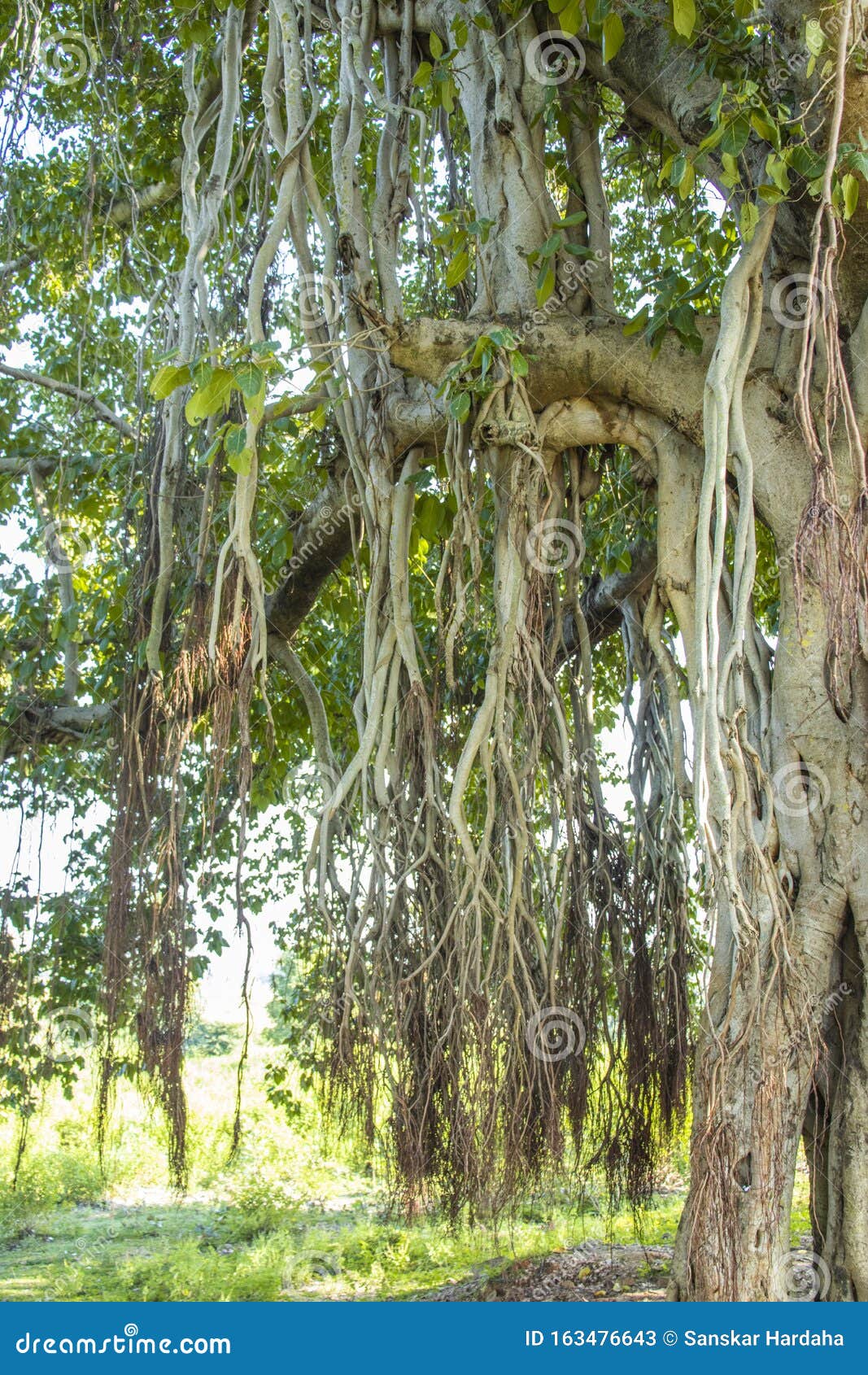 Banyan Tree Hanging Roots