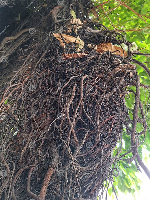 Hanging Roots of the Banyan Tree Stock Image - Image of landscape ...