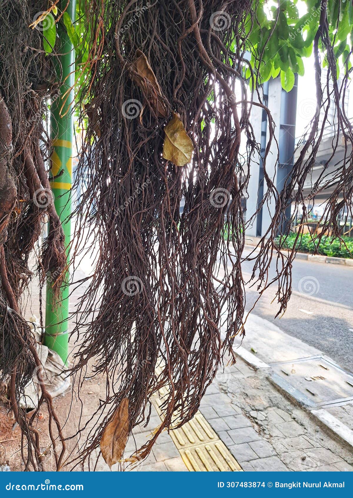 Hanging Roots of the Banyan Tree Stock Photo - Image of background ...