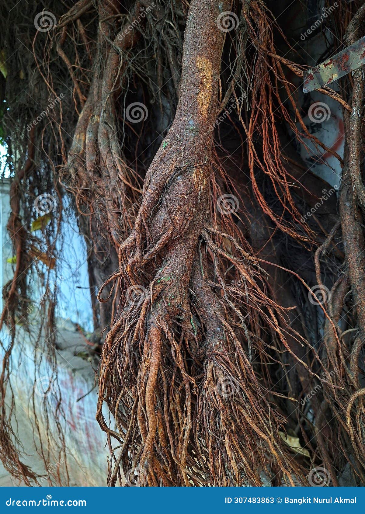 Hanging Roots of the Banyan Tree Stock Image - Image of blue, leaf ...