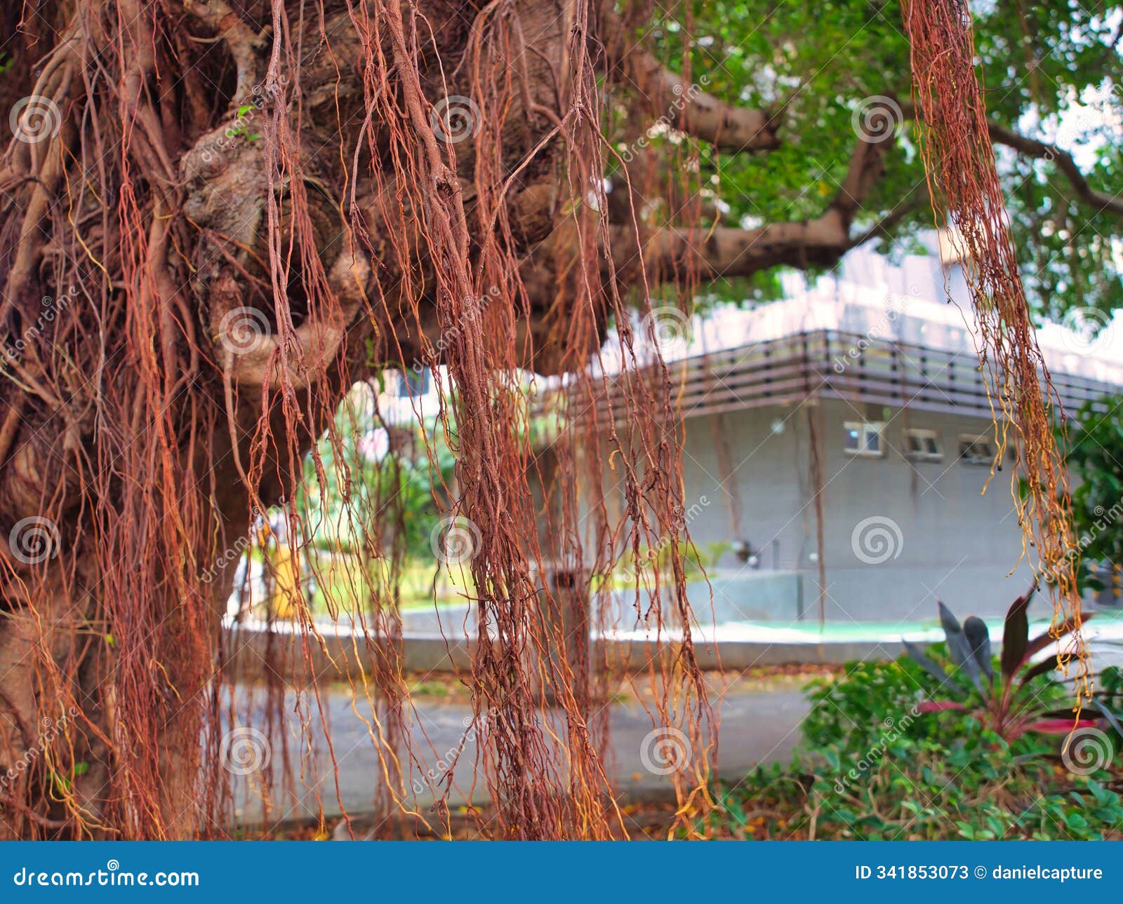 Hanging Roots of a Banyan Tree Stock Image - Image of outdoor ...