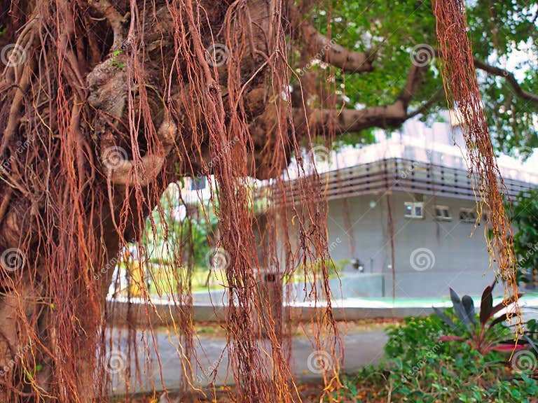 Hanging Roots of a Banyan Tree Stock Image - Image of outdoor ...
