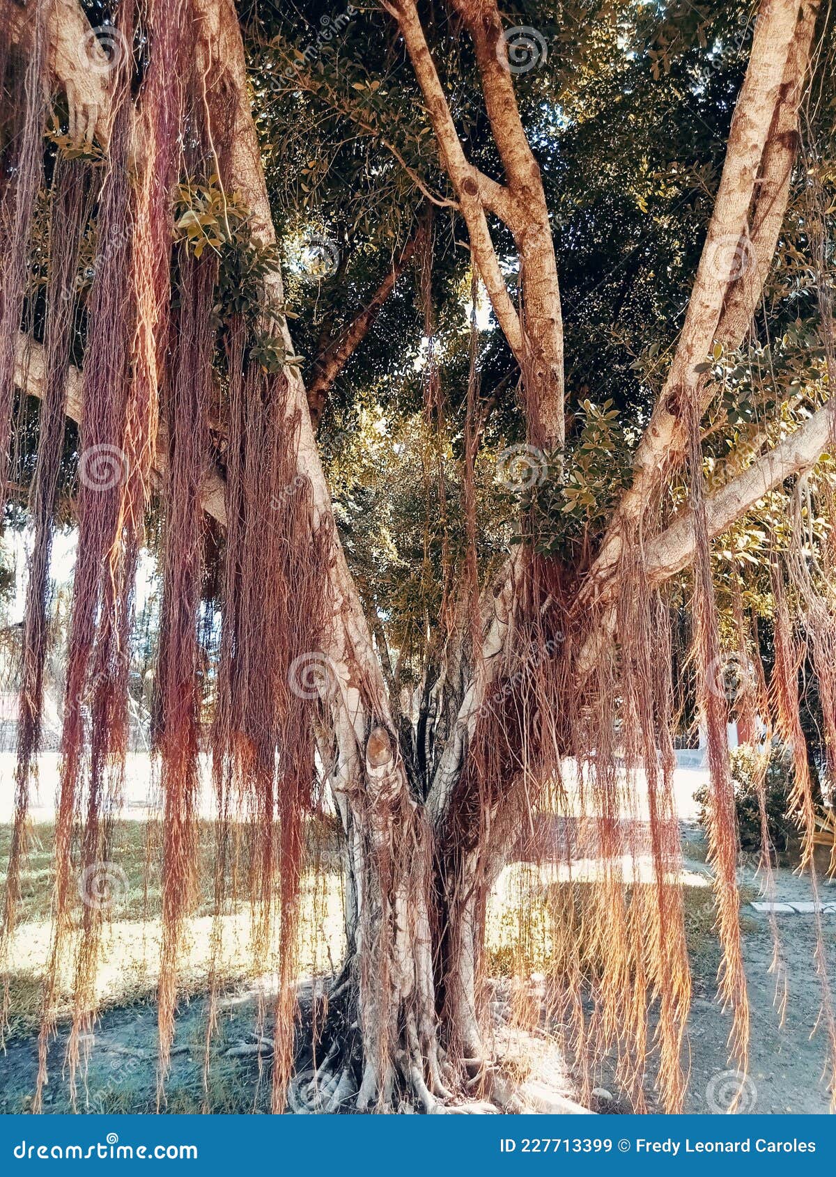 Banyan Tree Hanging Roots