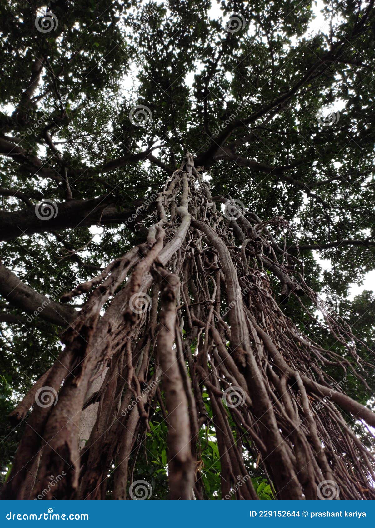 Hanging Roots of Banyan Tree Stock Photo Stock Photo - Image of ...