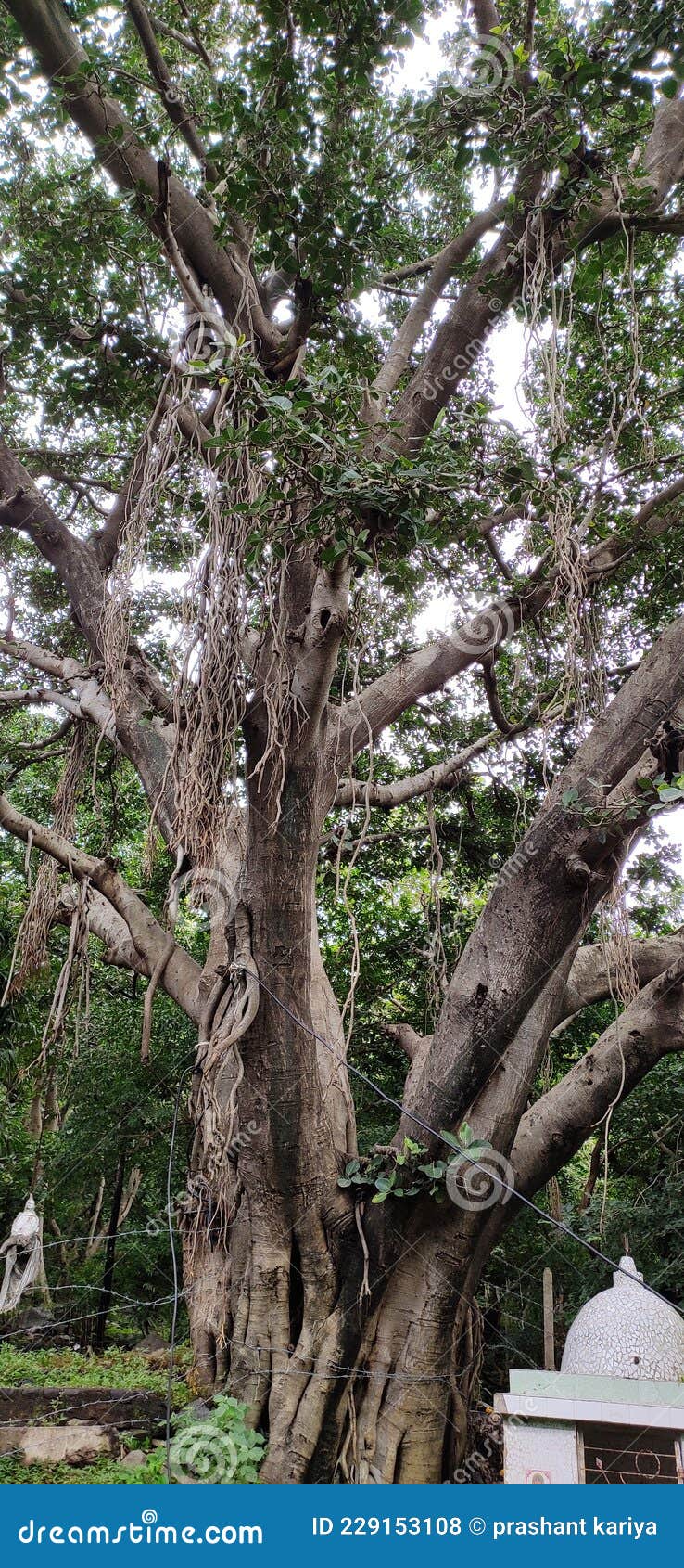 Hanging Roots of Banyan Tree Stock Photo Stock Photo - Image of grove ...