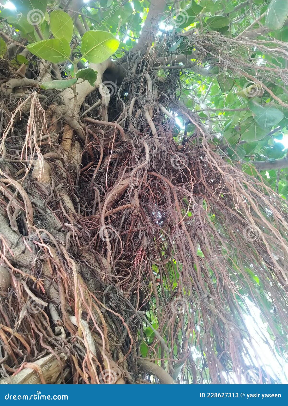 Hanging Roots Inside the Banyan Stock Image - Image of roots, hanging ...
