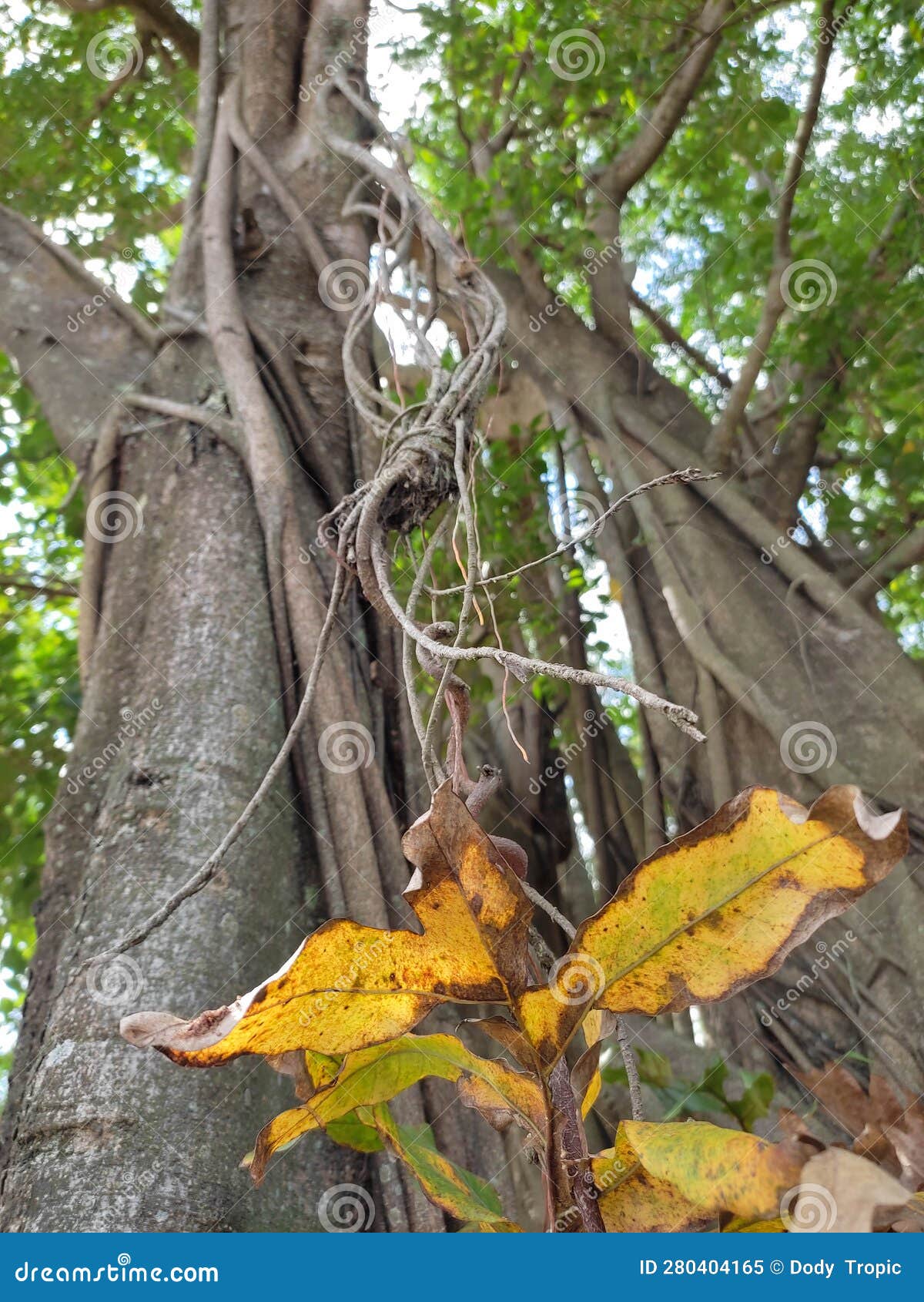 Trees with Green Leaves and Hanging Roots Stock Image - Image of ...