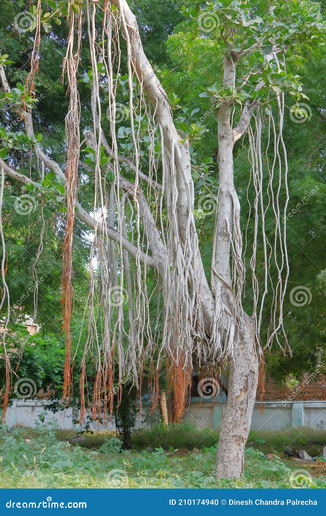 Banyan Tree Hanging Roots
