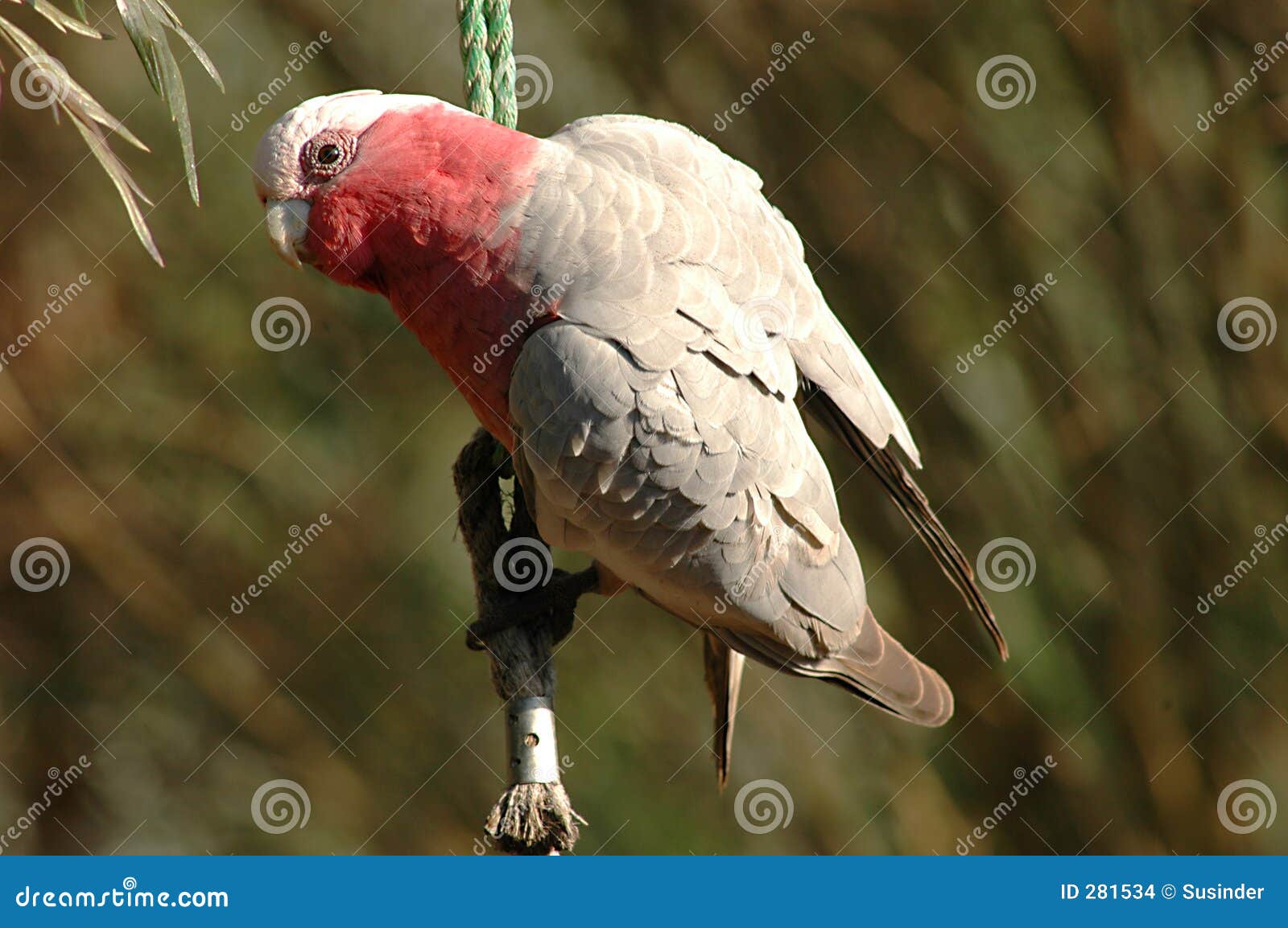 Hanging from a Rope stock photo. Image of galah, bird, rope - 281534