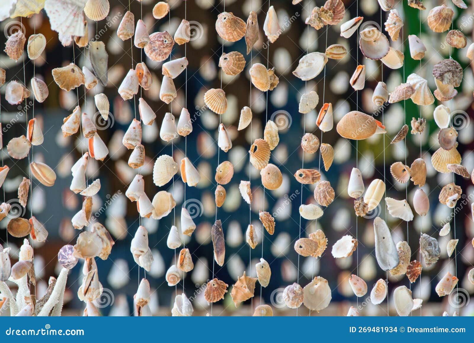 Hanging Sea Shells As a Natural Home Decoration Stock Photo - Image of ...