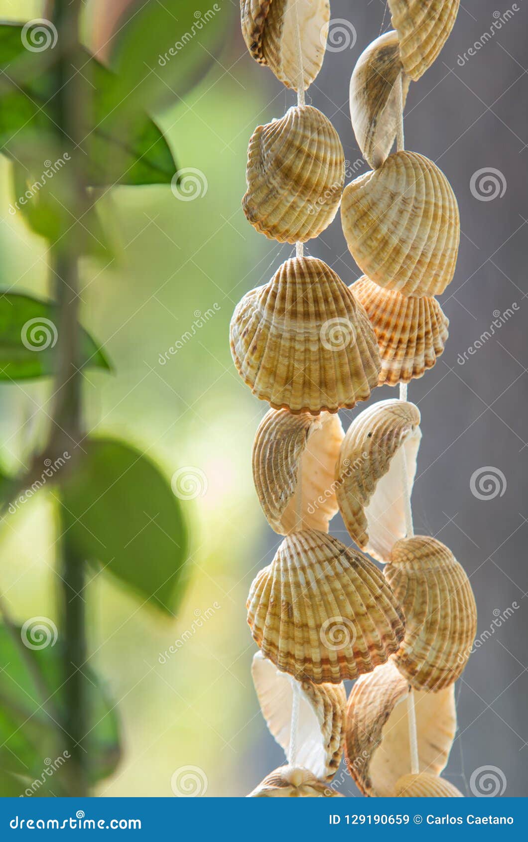Hanging Seashells stock image. Image of string, seashells - 129190659