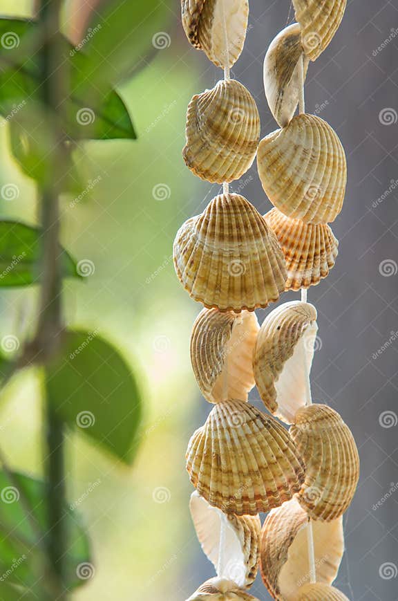 Hanging Seashells stock image. Image of string, seashells - 129190659