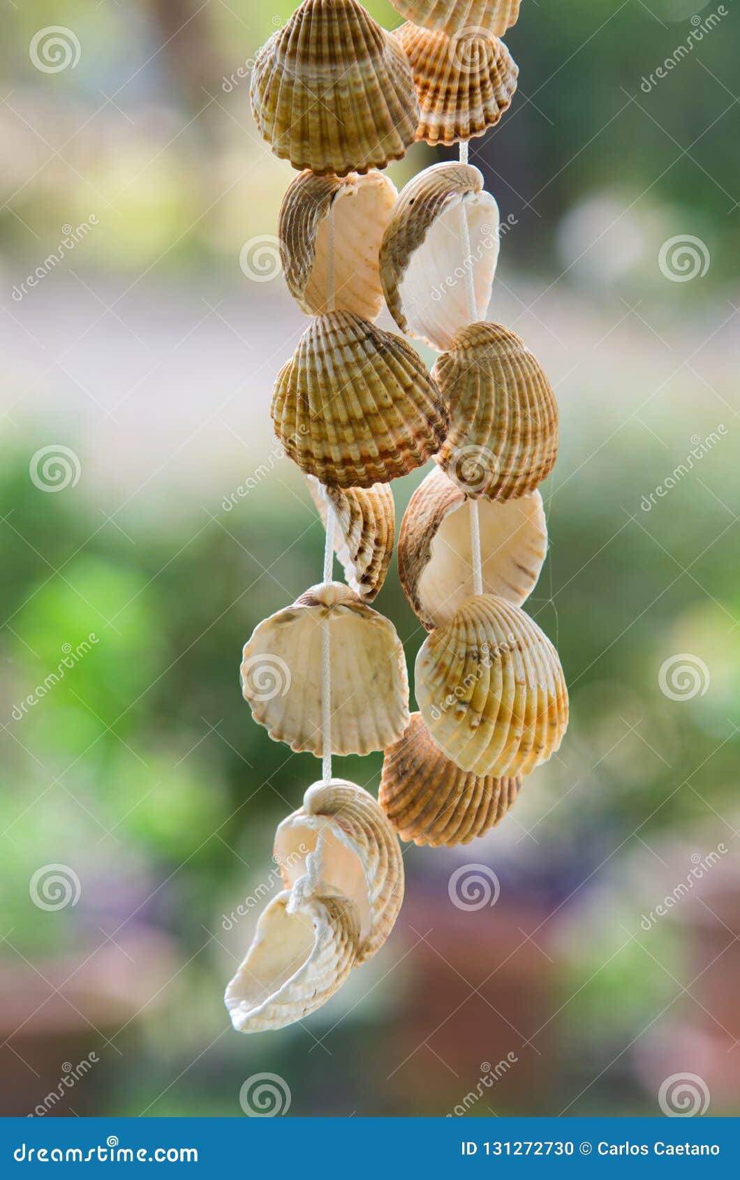 Hanging Seashells stock photo. Image of hang, decorate - 131272730