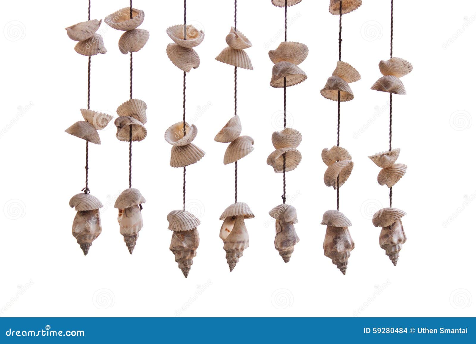 Hanging Seashells stock photo. Image of isolate, isolated - 59280484