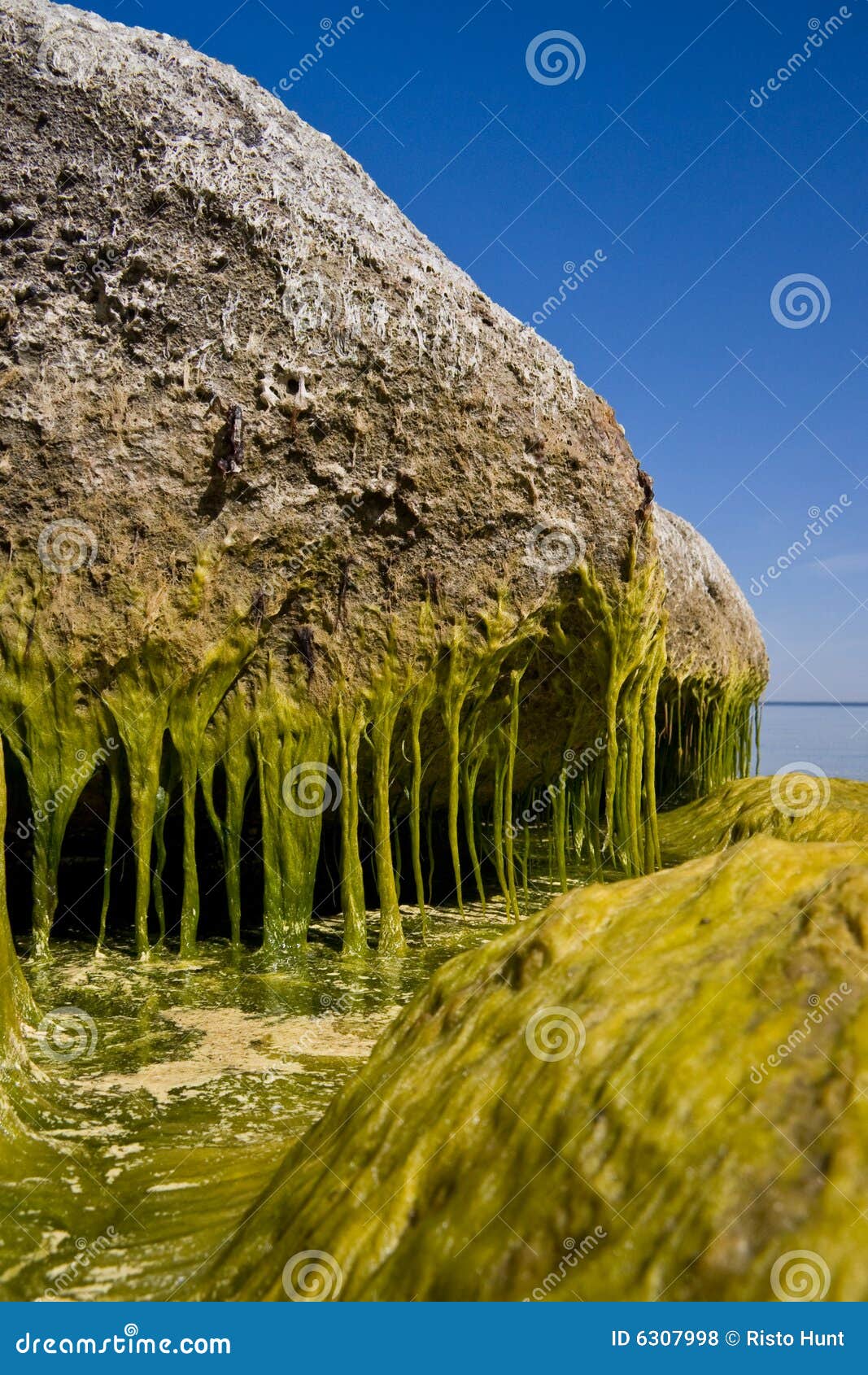 Hanging seaweed stock photo. Image of clouds, nature, plants - 6307998