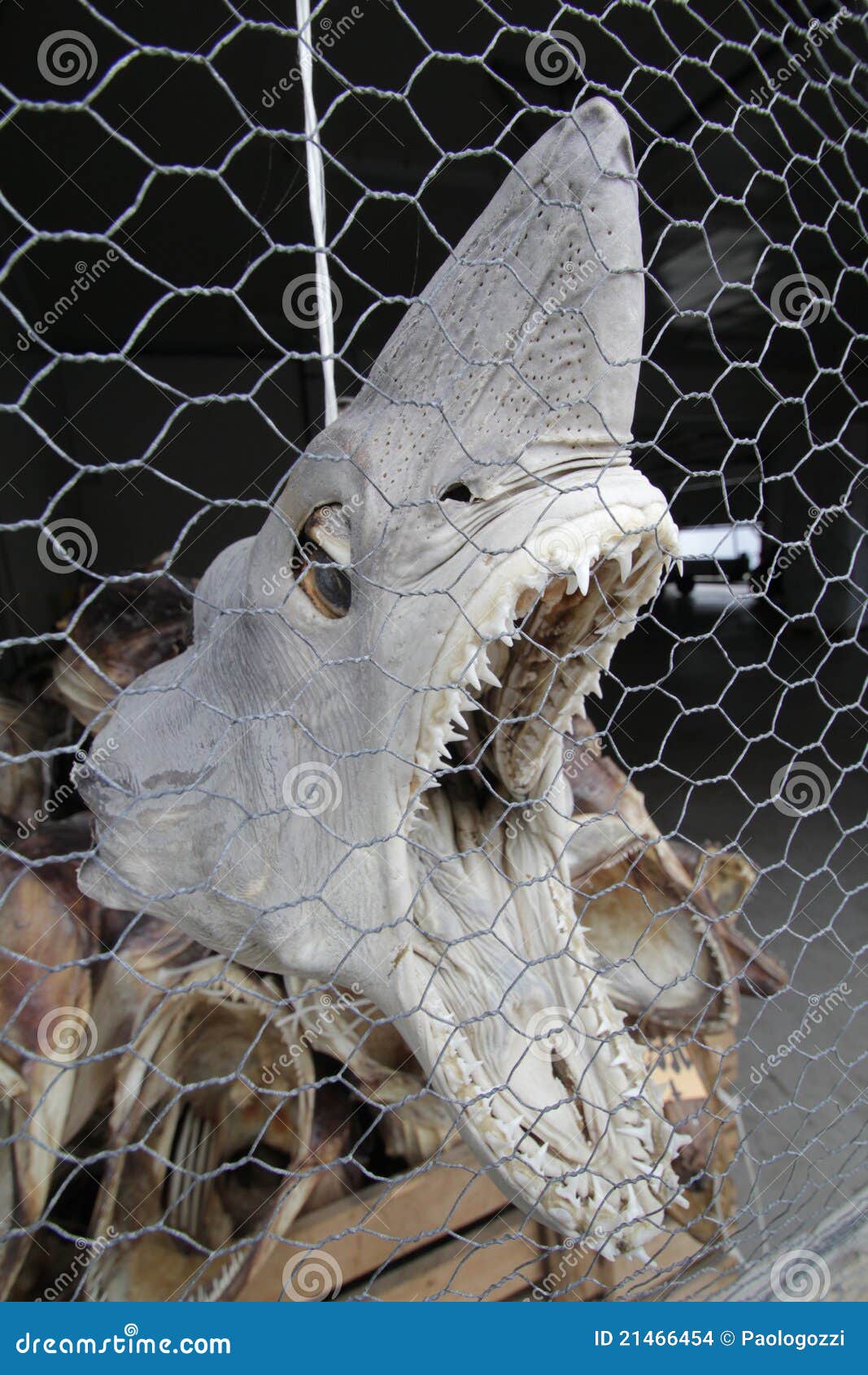 Hanging shark s head stock photo. Image of lofoten, ancient - 21466454