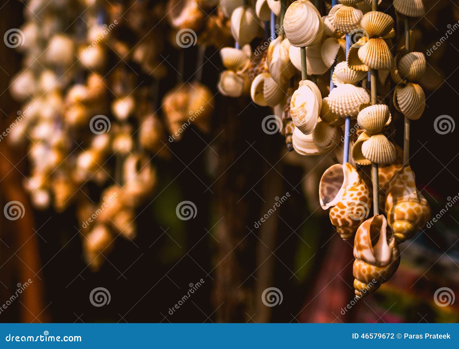 Hanging shells stock photo. Image of hanging, floating - 46579672