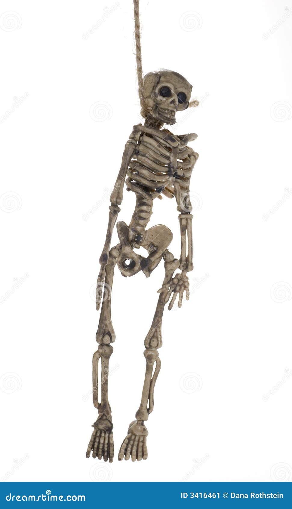 Hanging Skeleton Stock Image - Image: 3416461