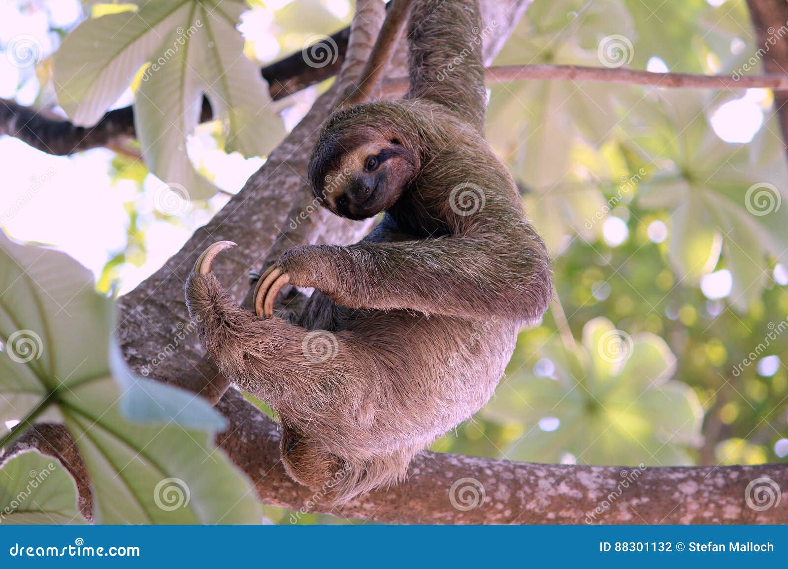 Hanging sloth stock photo. Image of sloth, animal, summer - 88301132