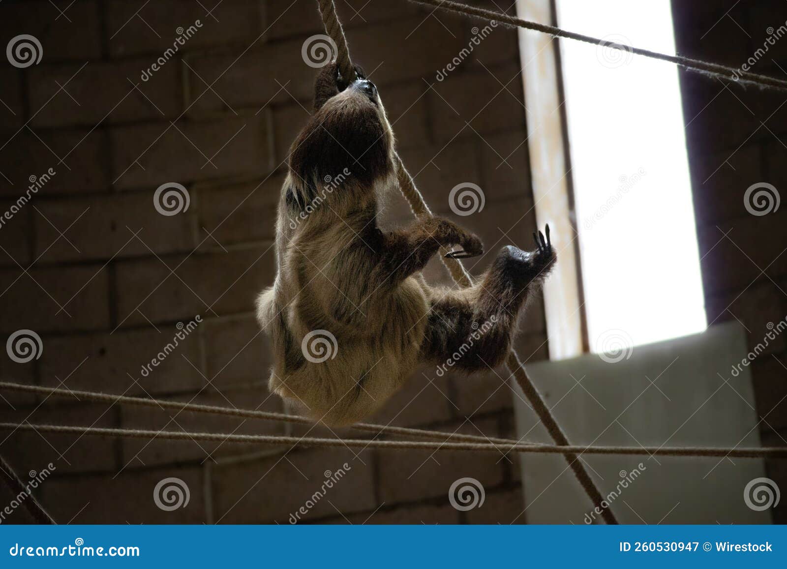 Hanging sloth from rope stock image. Image of cute, hanging - 260530947