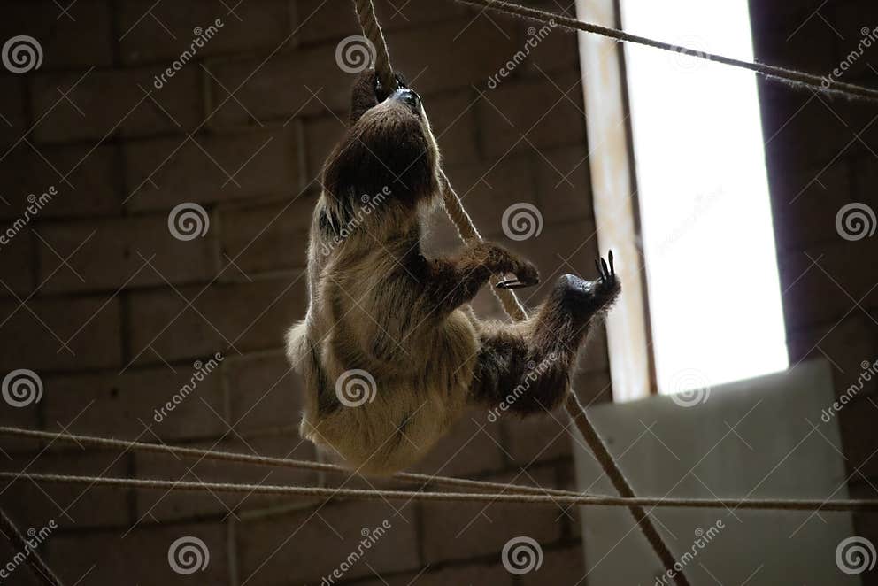 Hanging sloth from rope stock image. Image of cute, hanging - 260530947