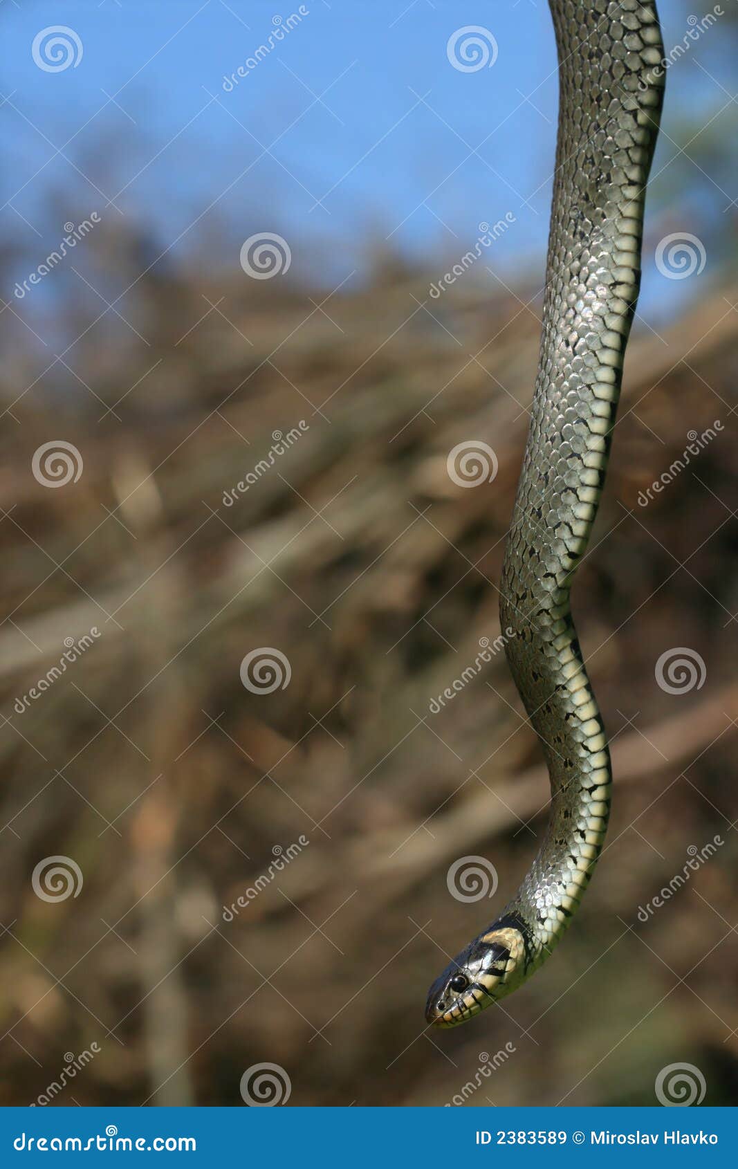 Hanging snake stock image. Image of viper, slender, grass - 2383589