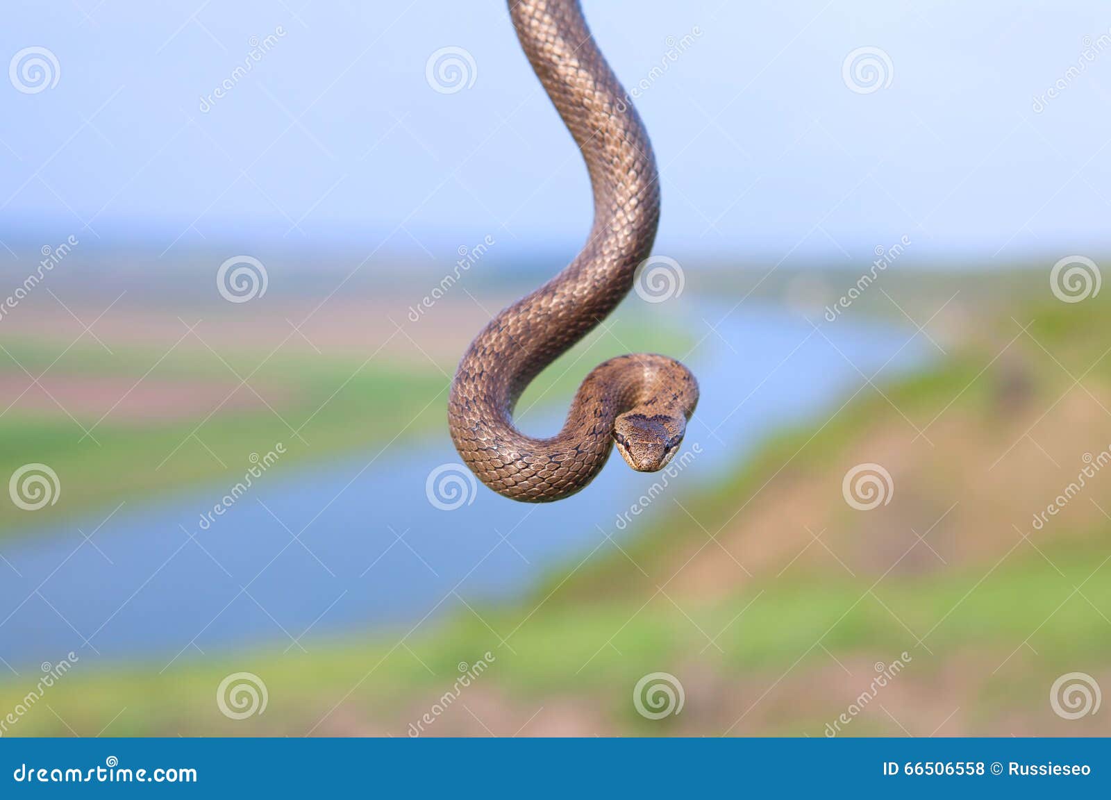 Hanging snake stock photo. Image of portrait, skin, dangerous - 66506558