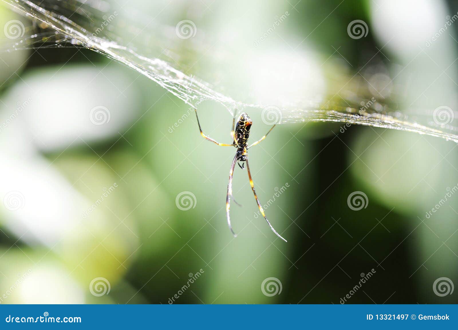 Hanging Spider stock image. Image of ambush, hunter, legs - 13321497