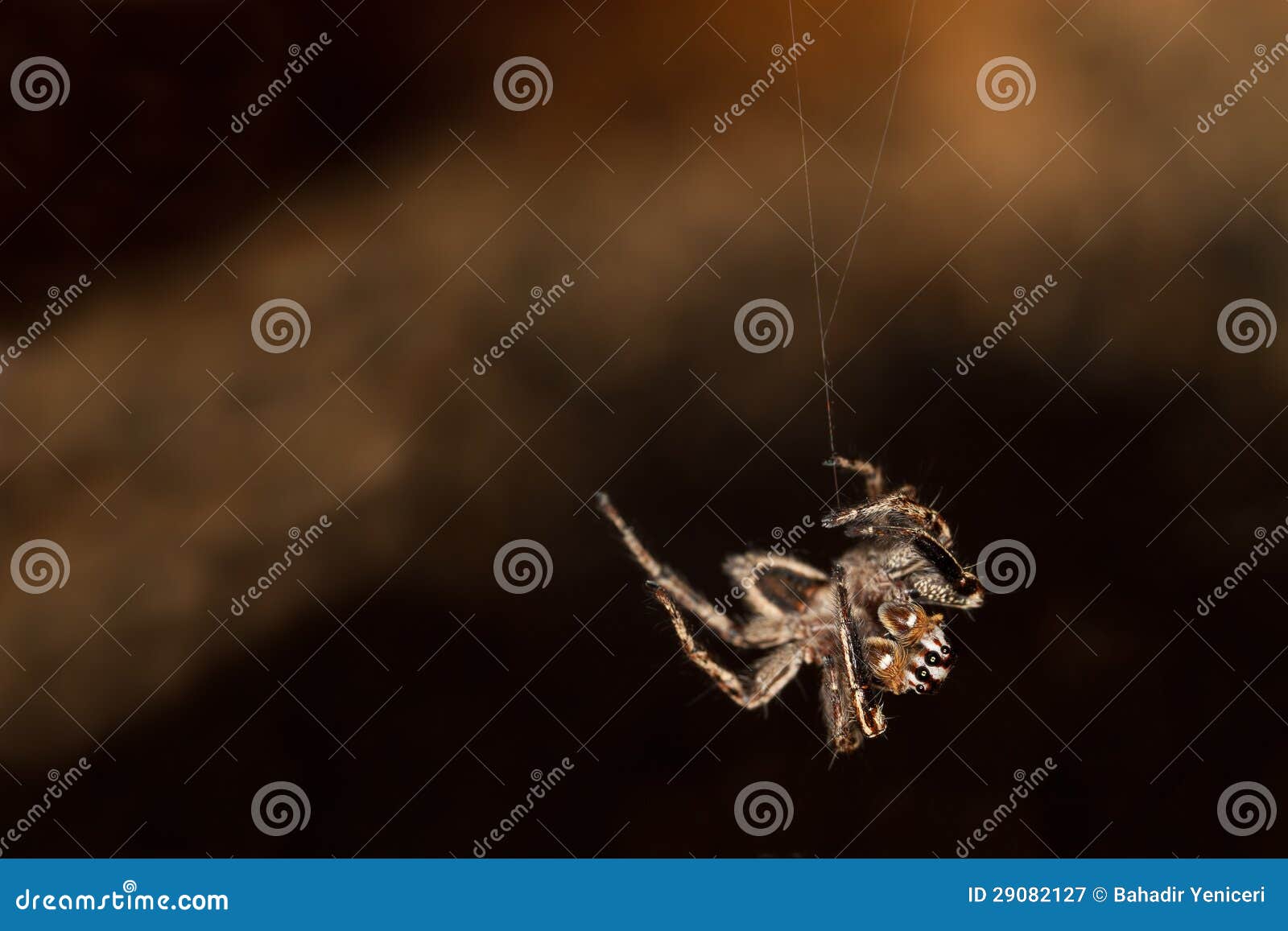 Hanging Spider stock image. Image of creepy, arachnid - 29082127