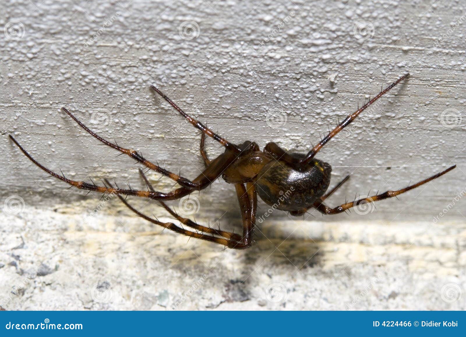 Hanging spider stock photo. Image of scary, spider, spooky - 4224466