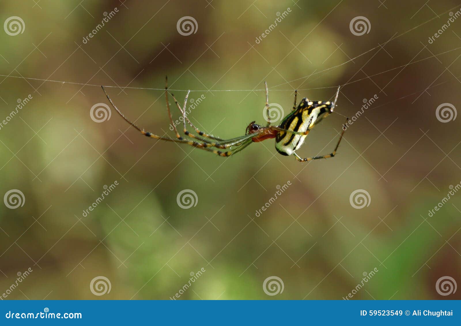 Hanging Spider stock image. Image of upside, stunning - 59523549