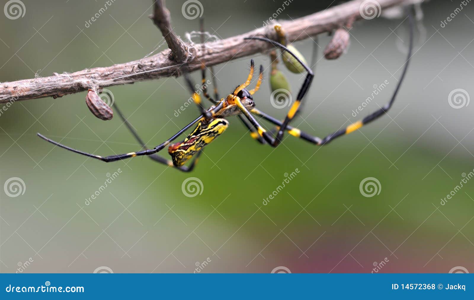 Hanging spider on branch stock photo. Image of cute, color - 14572368