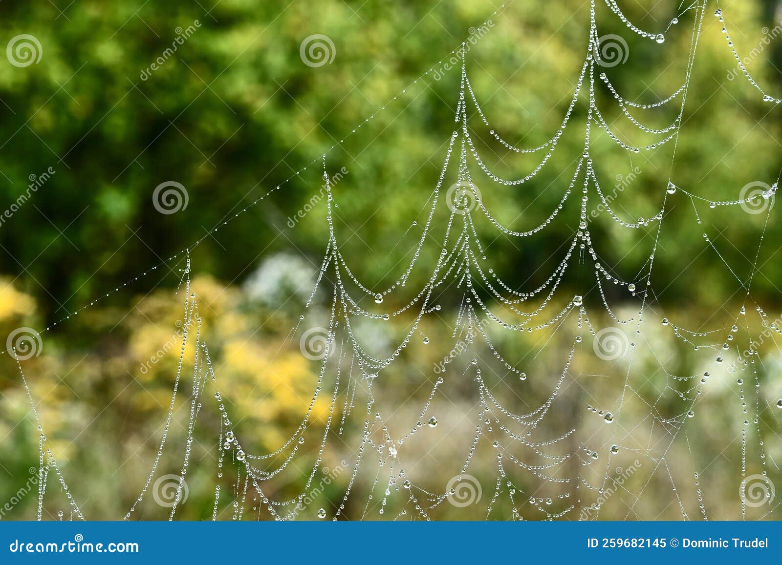 Hanging Spider Web with Water Droplets. Stock Image - Image of leaf ...