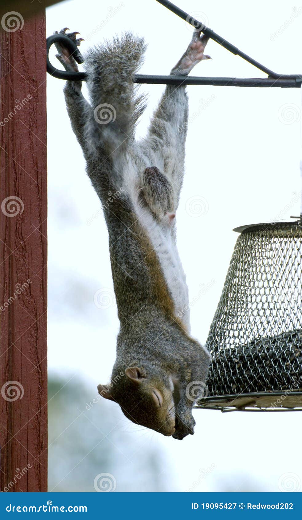 Hanging Squirrel stock image. Image of creature, rodent - 19095427