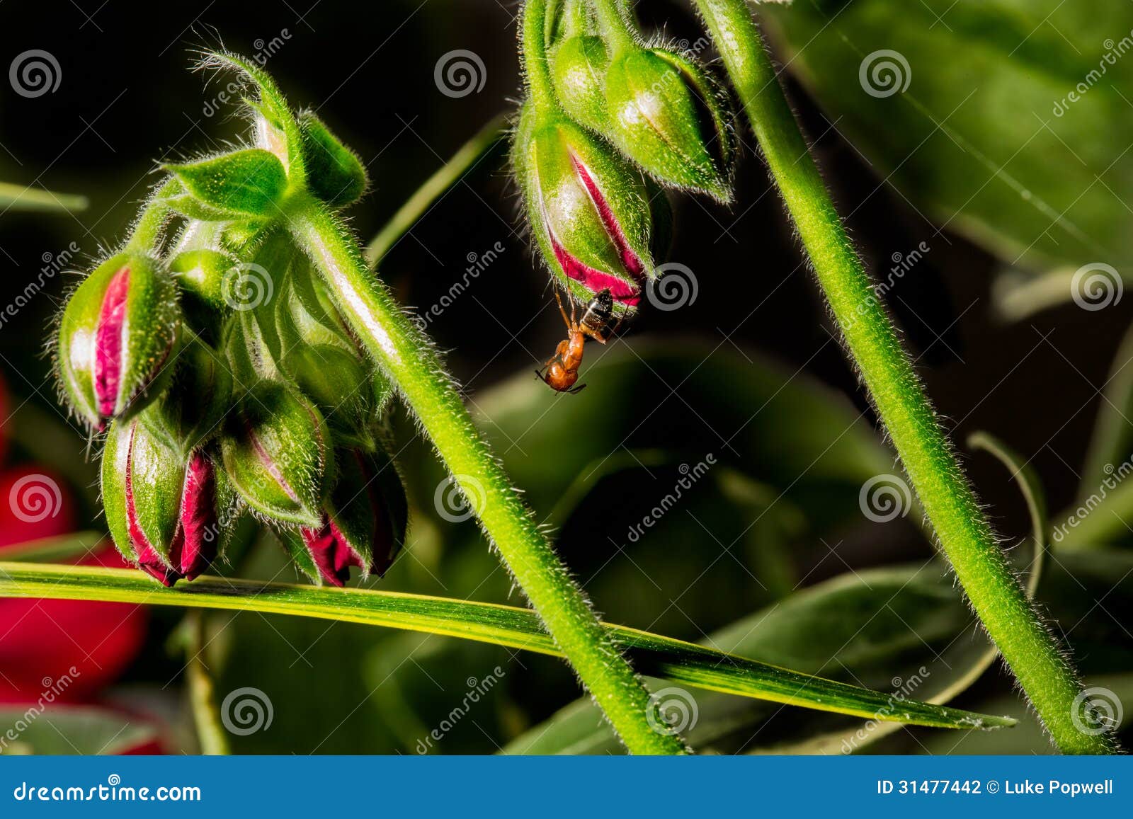 Hanging by a thread stock photo. Image of hair, long - 31477442