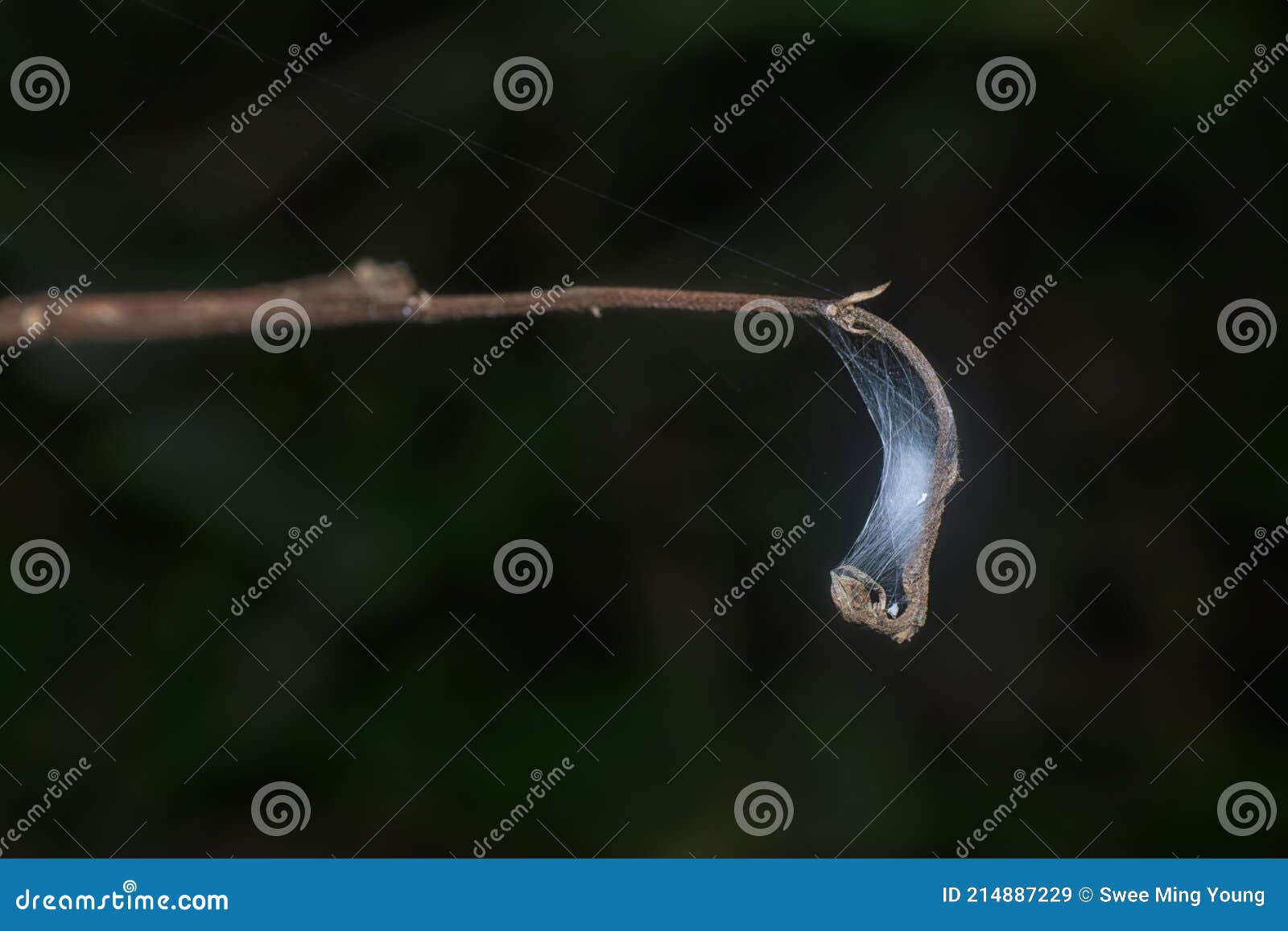 Spiderweb Web Webcob Grass Nature Sunshine Enchanting Magical Stock ...