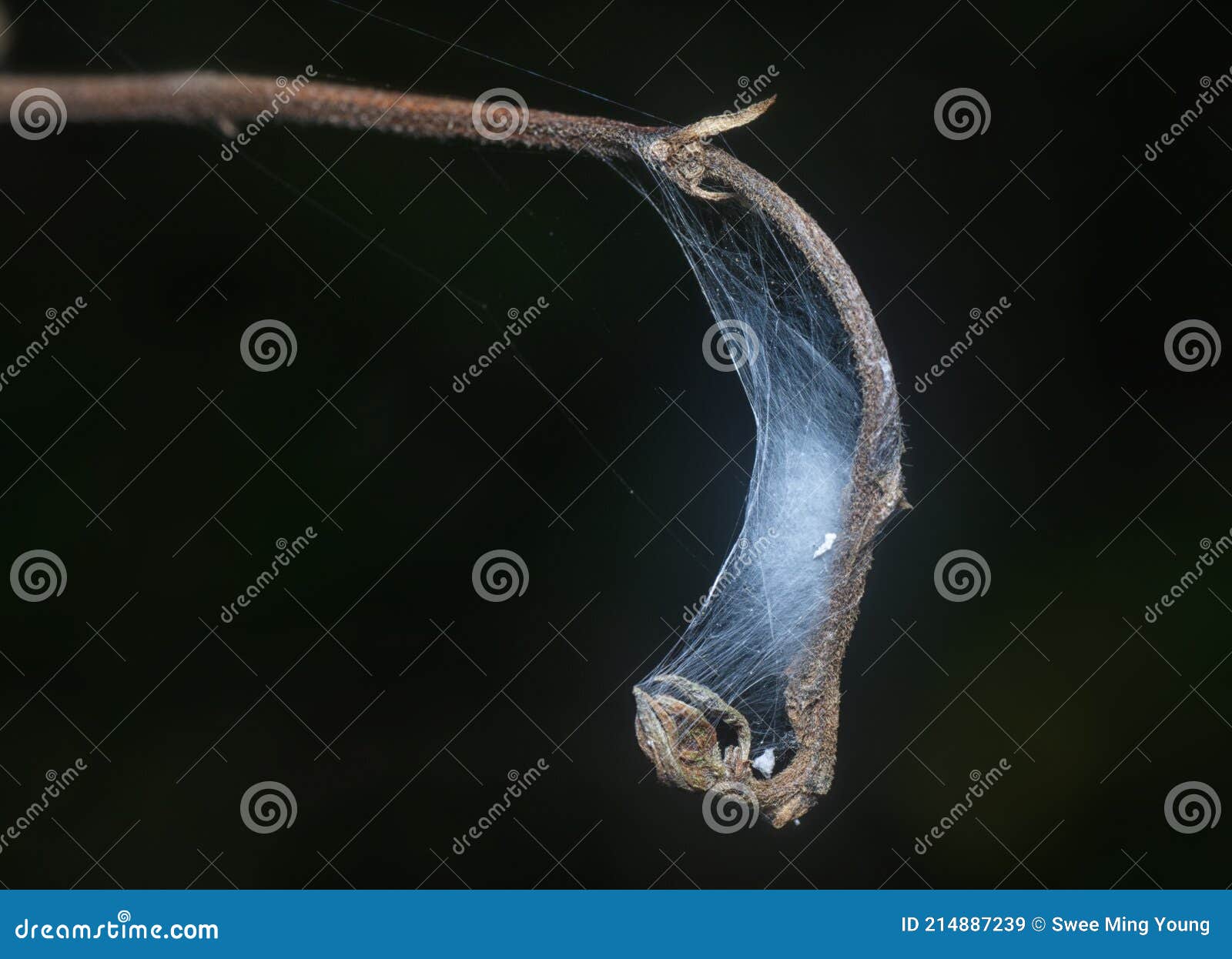 Spiderweb Web Webcob Grass Nature Sunshine Enchanting Magical Stock ...