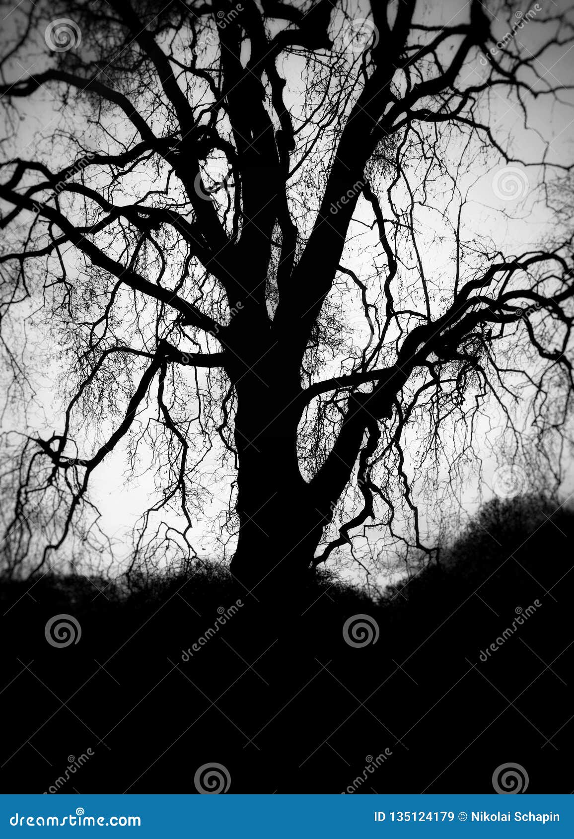 Hanging tree stock image. Image of park, white, tree - 135124179