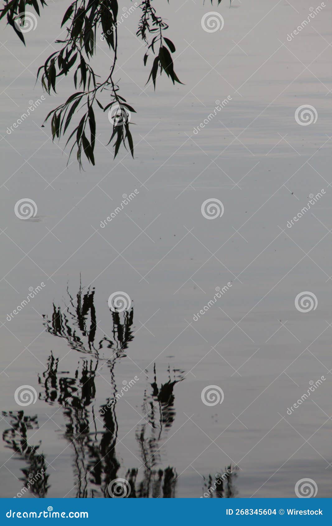 Hanging Tree Branch Reflection on the Water Stock Photo - Image of ...