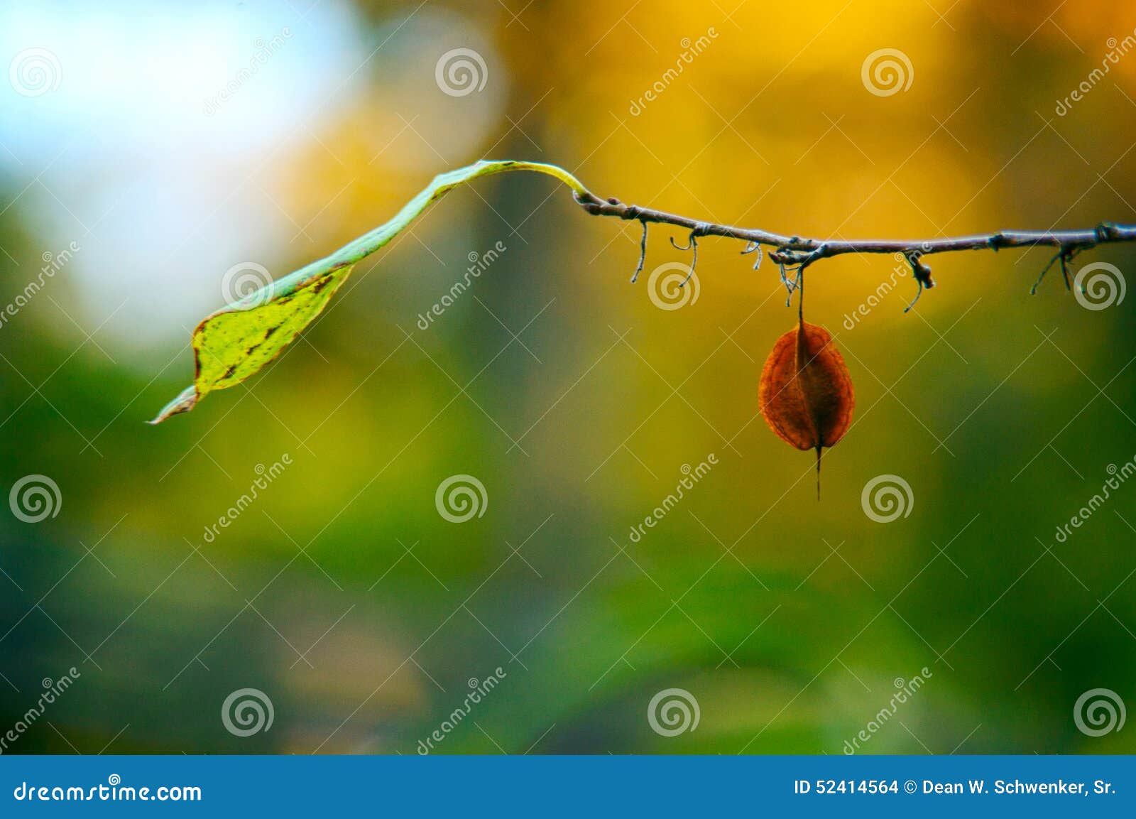 Hanging on stock photo. Image of leaf, attached, branch - 52414564