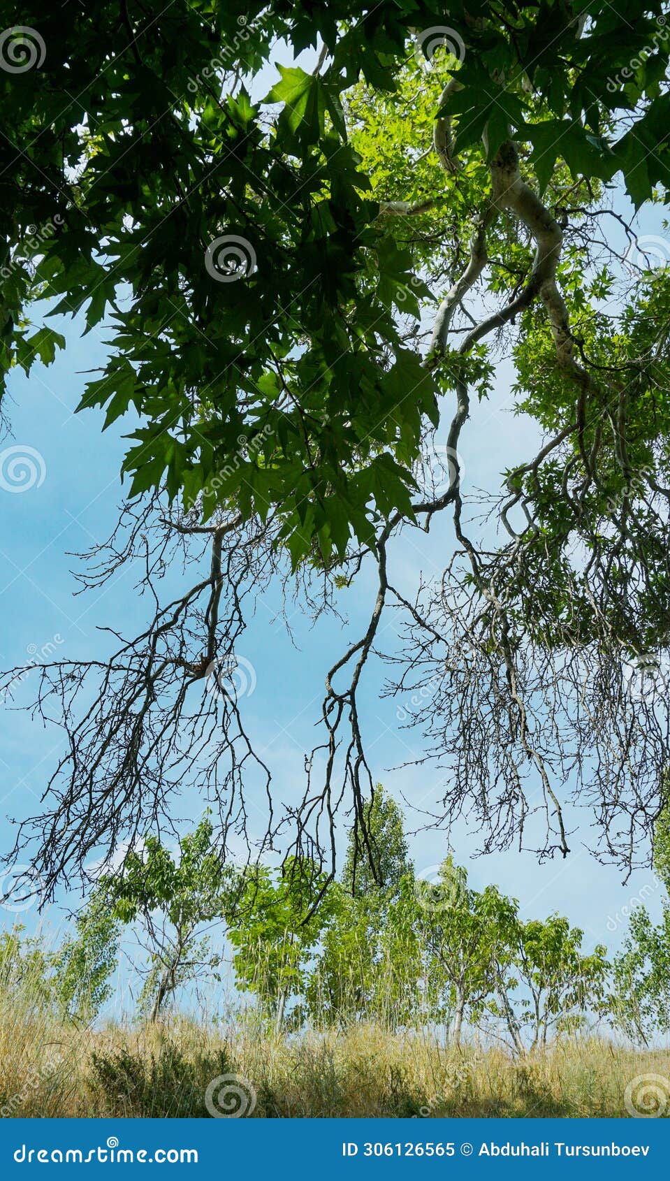 Hanging tree branches stock image. Image of organic - 306126565
