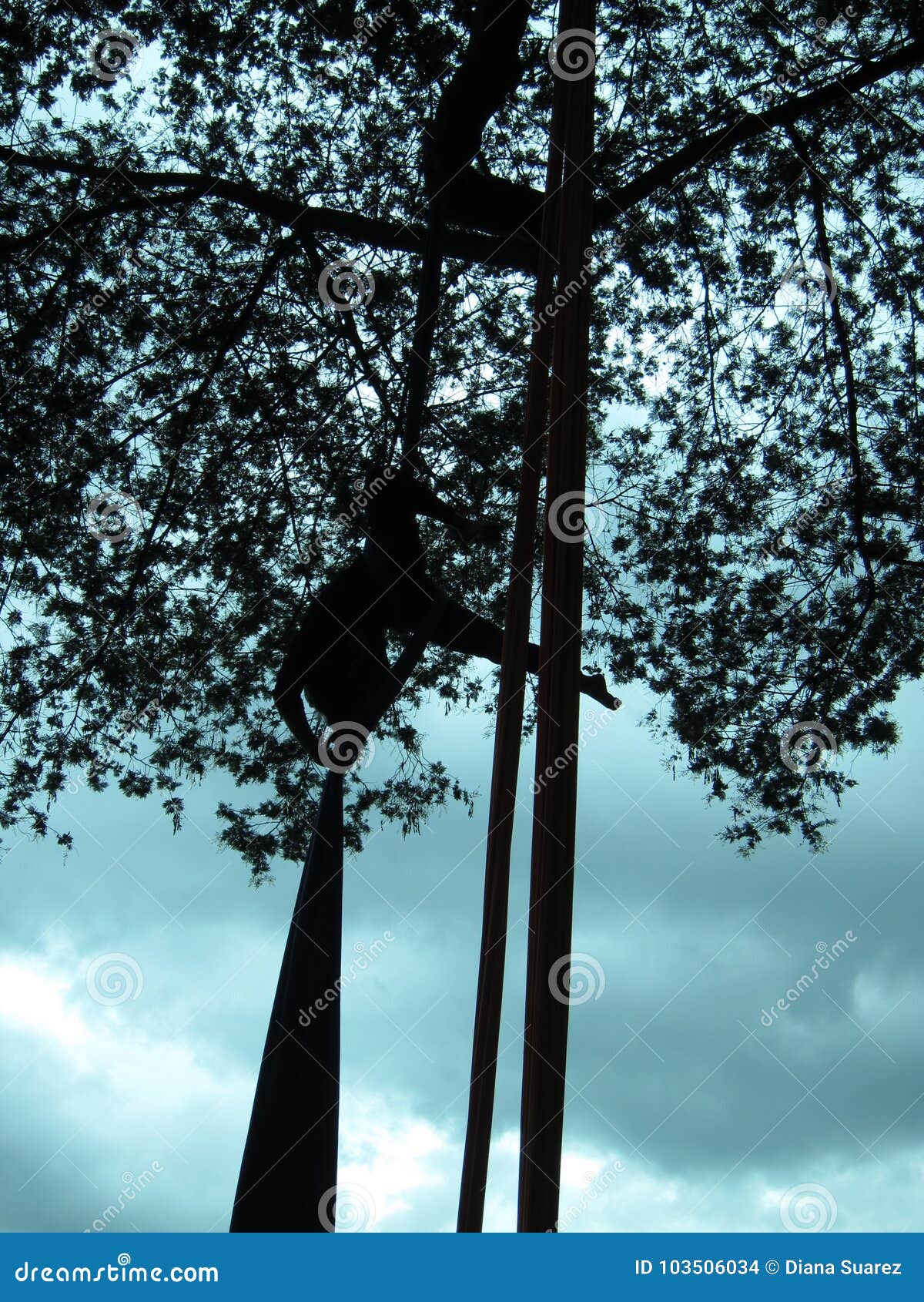 Hanging on the tree stock photo. Image of tree, suspended - 103506034
