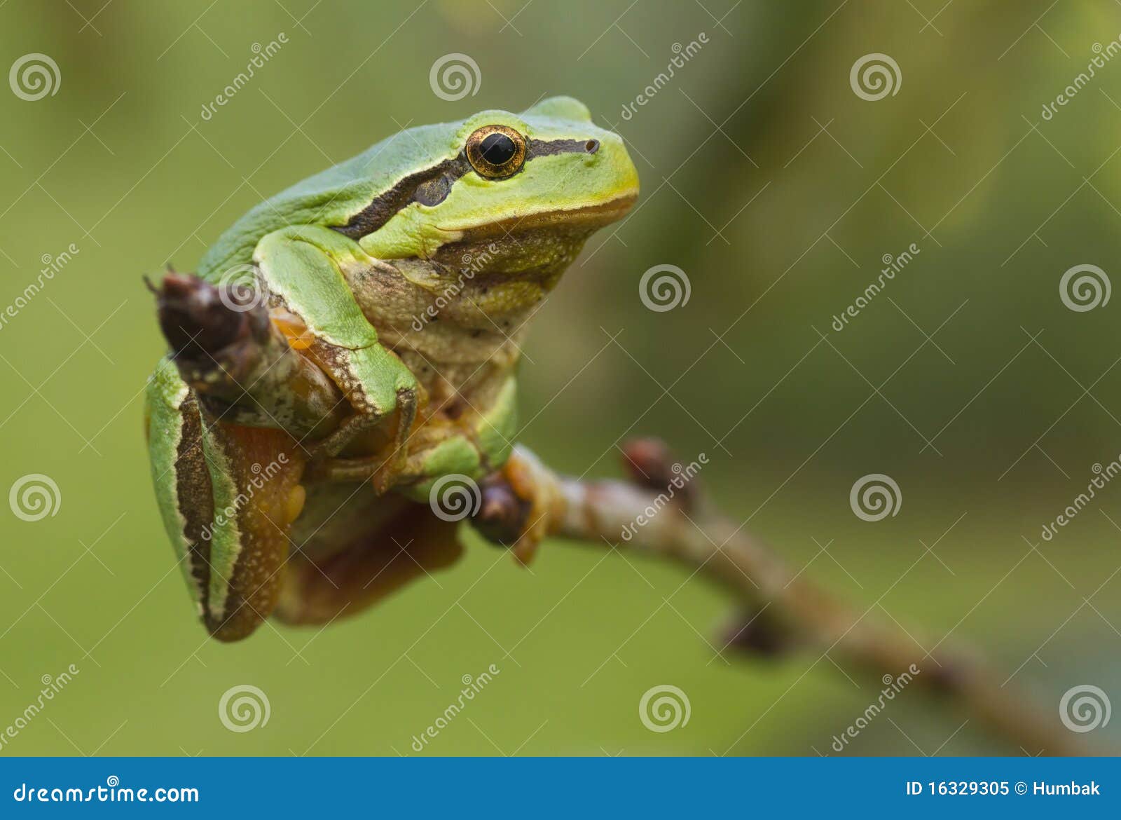 Hanging tree frog stock image. Image of hanging, green - 16329305
