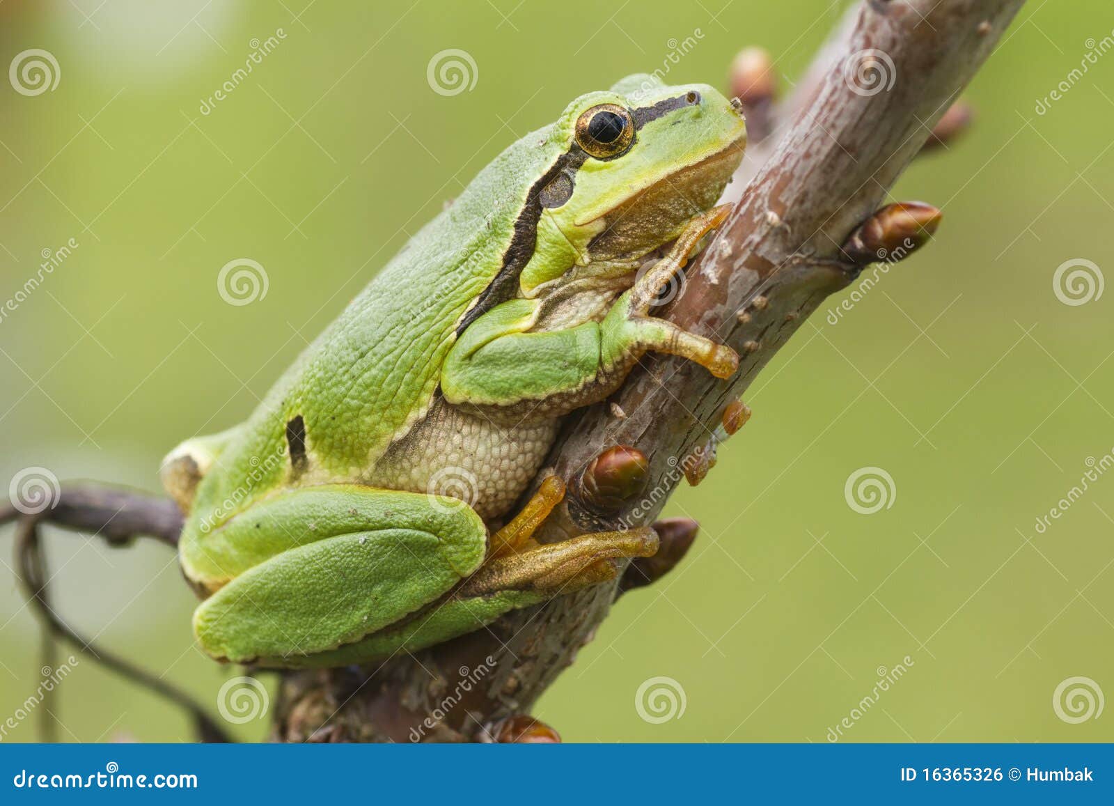 Hanging tree frog stock photo. Image of skin, twig, space - 16365326