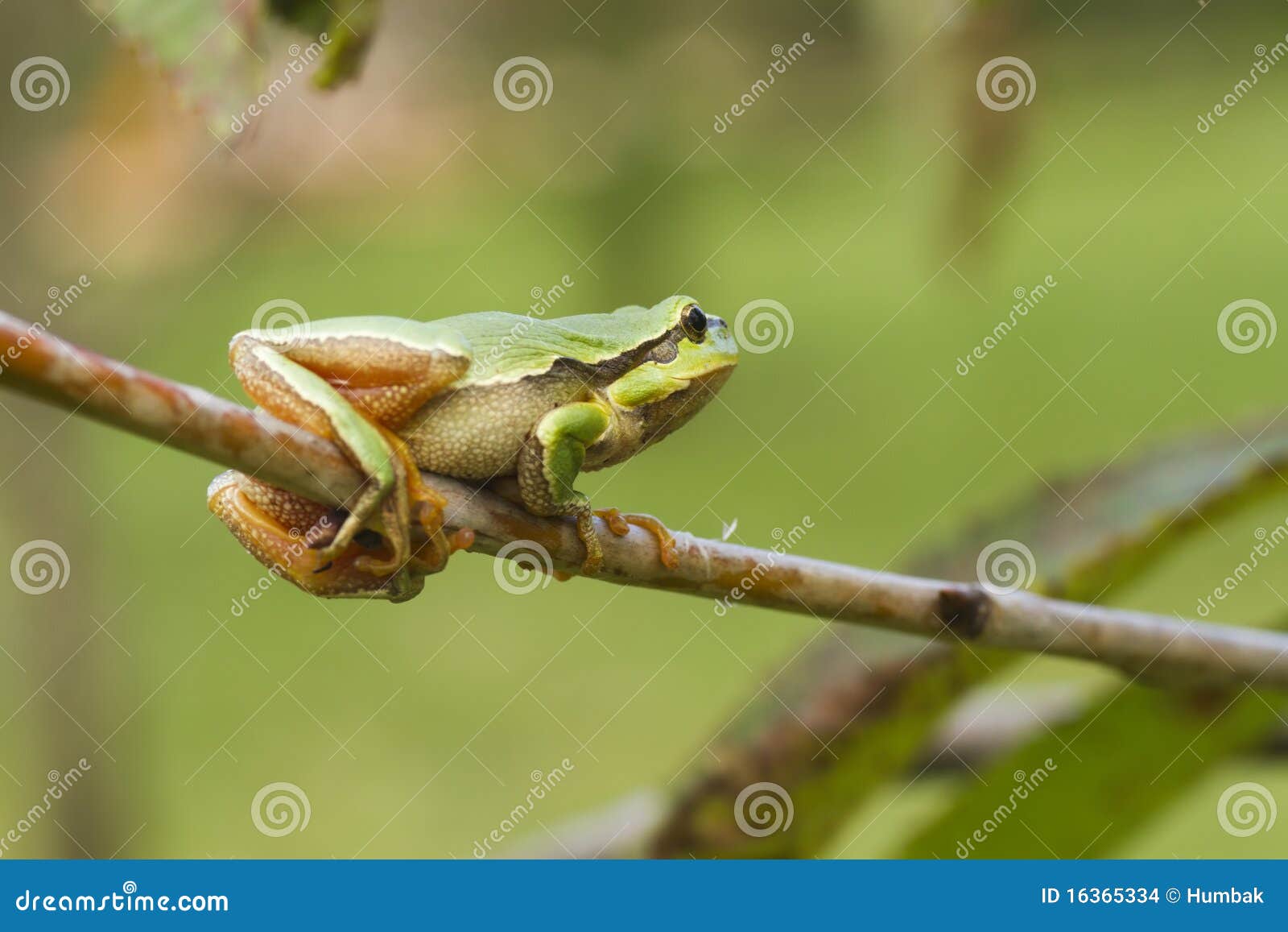 Hanging tree frog stock photo. Image of space, twig, branch - 16365334