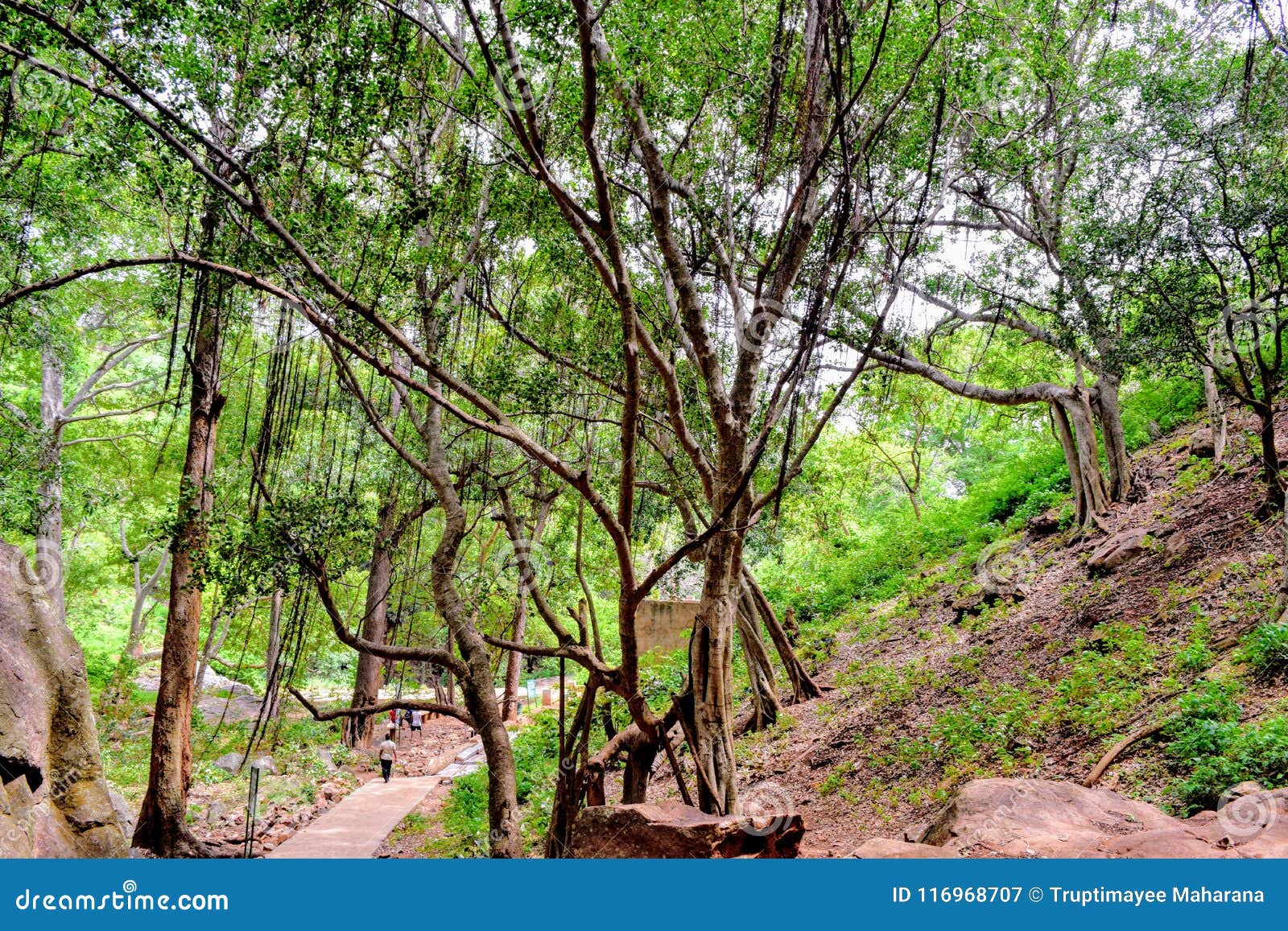 Hanging tree editorial photography. Image of mountain - 116968707