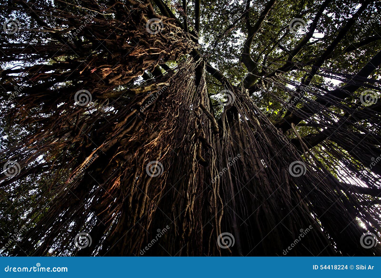 Hanging Tree Roots in the Air Stock Photo - Image of root, vietnamese ...
