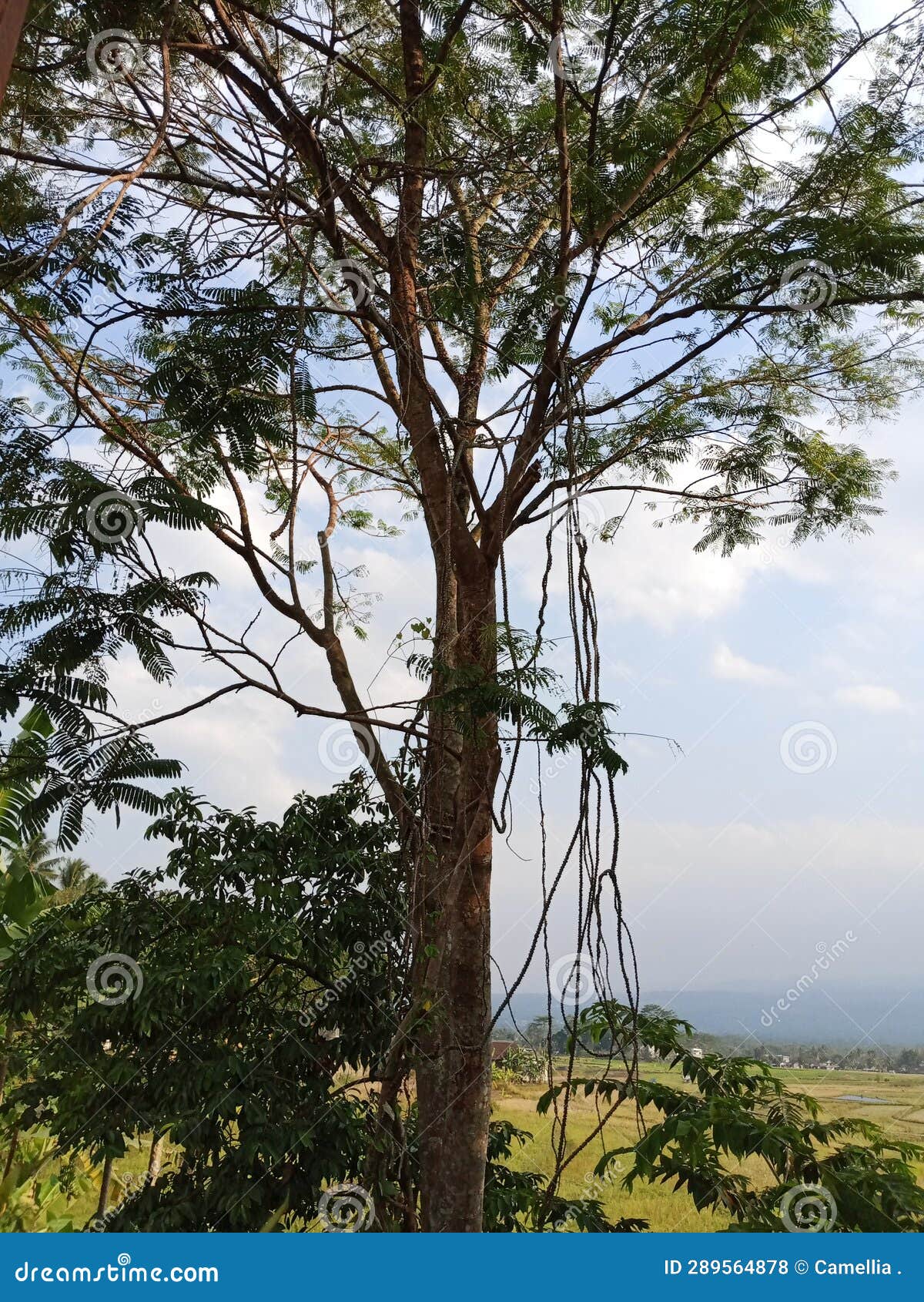 Hanging Tree Roots and Blue Sky Stock Photo - Image of brown, water ...